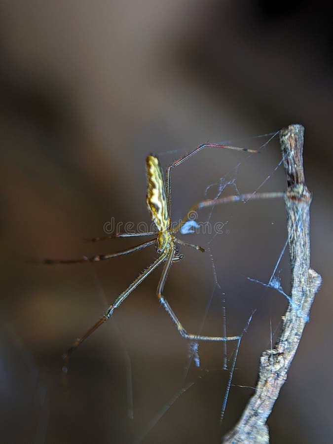 Joro Spider in Branch stock photo. Image of wate, wing - 210855466