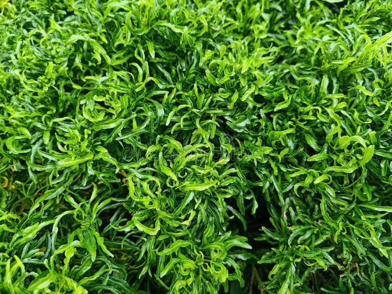 Joseph Coat Green Leaves Background Stock Photo - Image of wildflower ...