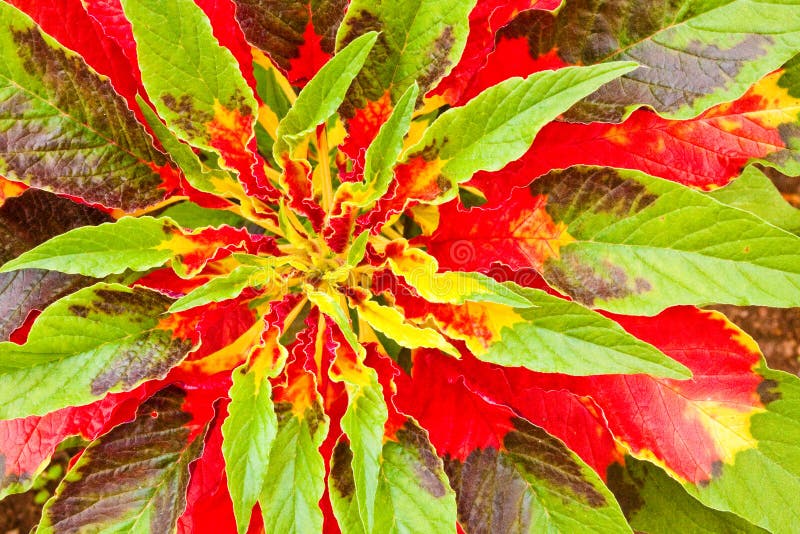 Joseph s Coat Plant stock photo. Image of burgundy, monticello - 16669352