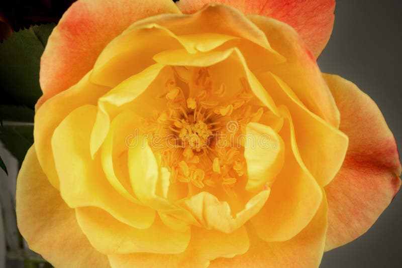 Joseph s Coat Rose Beauty stock photo. Image of close - 71592590