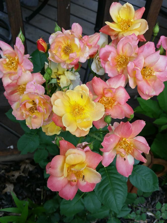 Joseph s Coat Roses stock photo. Image of stage, coat - 54965470