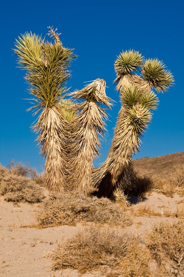 Joshua-Baum stockfoto. Bild von wachsen, trocken, baum - 11730604