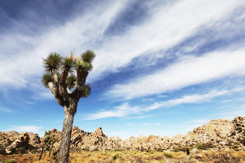 Joshua-Baum stockfoto. Bild von eingebürgert, einsam - 27074836