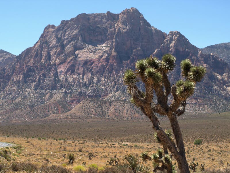 Joshua-Baum stockfoto. Bild von hügel, orange, zeile - 16819652