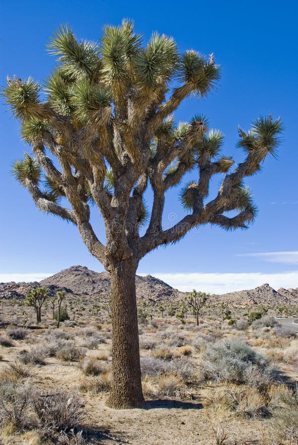 Joshua-Baum stockfoto. Bild von kaktus, wüste, frühlinge - 22151644