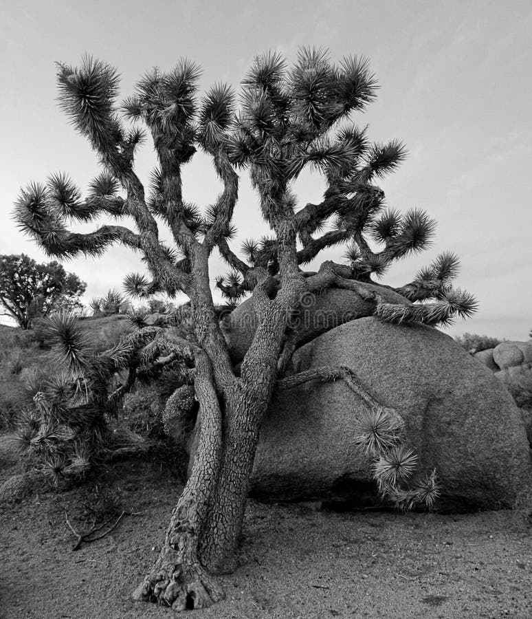 Joshua-Baum stockbild. Bild von park, mojave, wüste, ruhe - 23503737