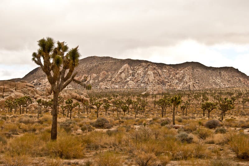 Joshua-Baum stockbild. Bild von kolorado, unheimlich - 26597253