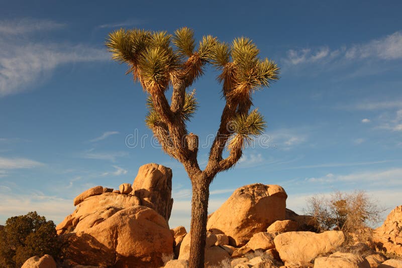 Joshua-Baum stockbild. Bild von nave, betrieb, vegetation - 29227113
