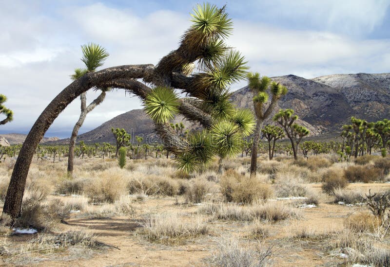 Joshua-Baum in Der Landschaft Stockfoto - Bild von joshua, sonne: 32532092