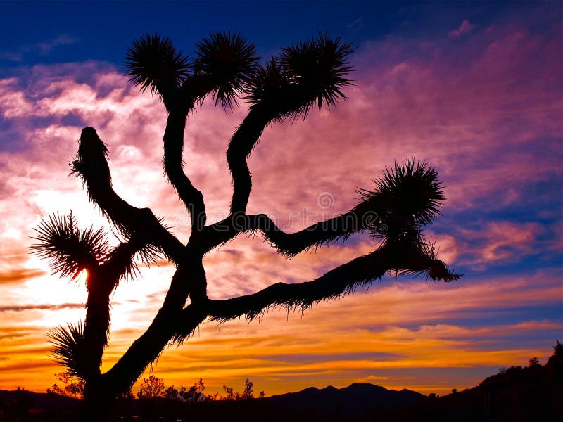Blaue Stunde Bei Joshua Tree Stockfoto - Bild von sonnenuntergang, blau ...