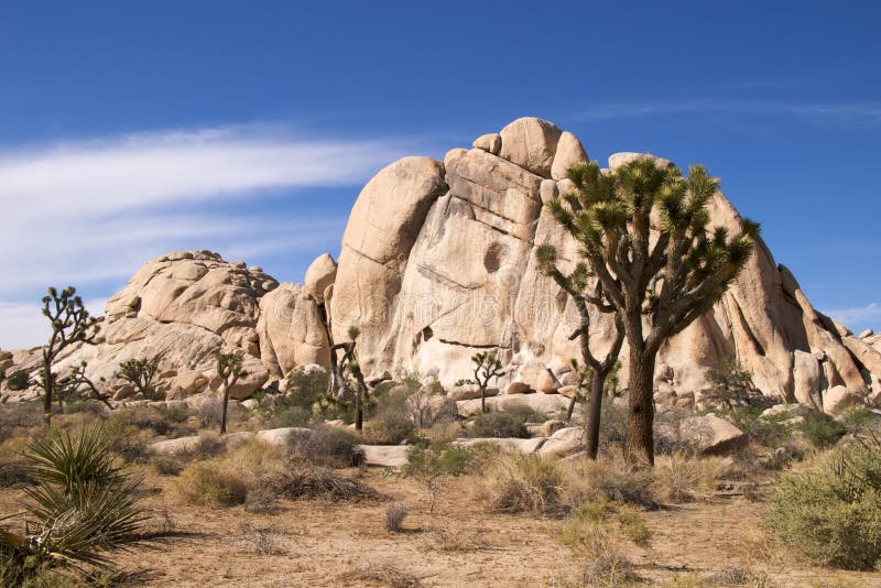 Joshua-Baum-Nationalpark stockbild. Bild von himmel, baum - 16974013