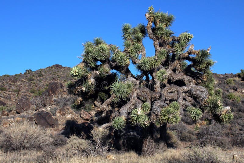 Joshua-Baum stockbild. Bild von park, mojave, wüste, ruhe - 23503737
