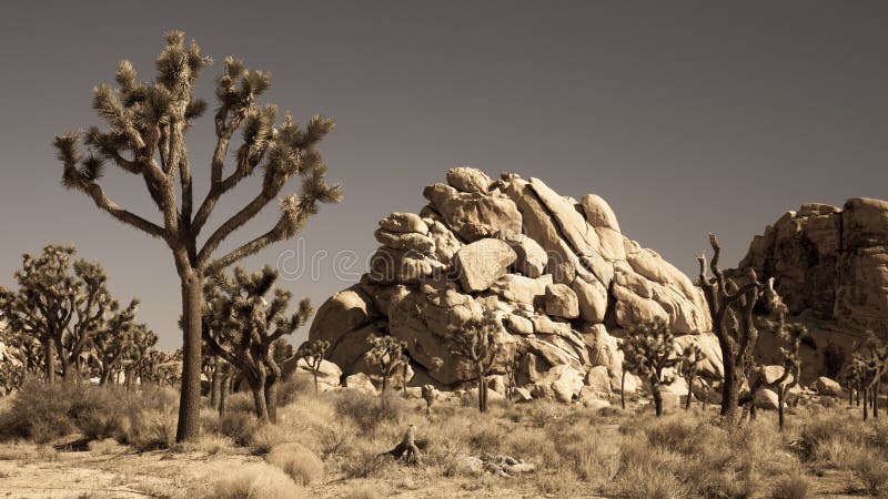 Joshua Tree in der Wüste stockbild. Bild von südwestlich - 7259439