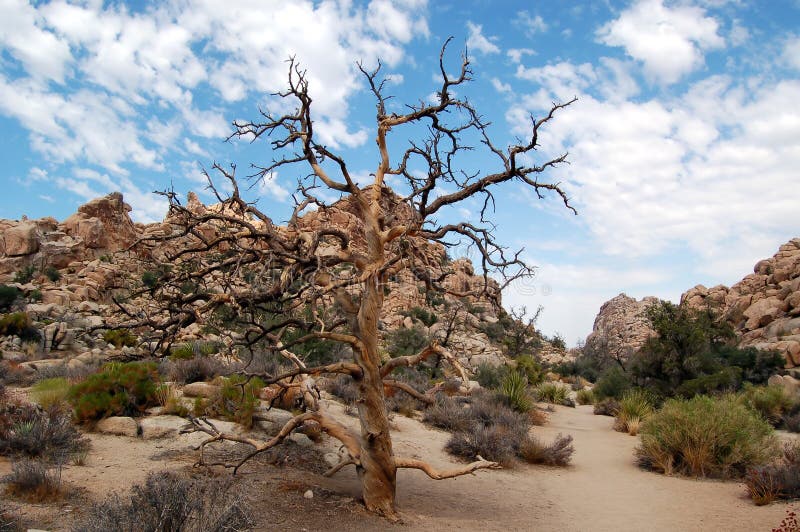 Joshua-Baum-Nationalpark stockfoto. Bild von draussen - 8513326
