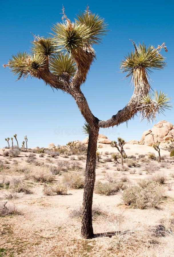 Nationalpark Des Joshua-Baums Stockbild - Bild von südwesten, wüste ...