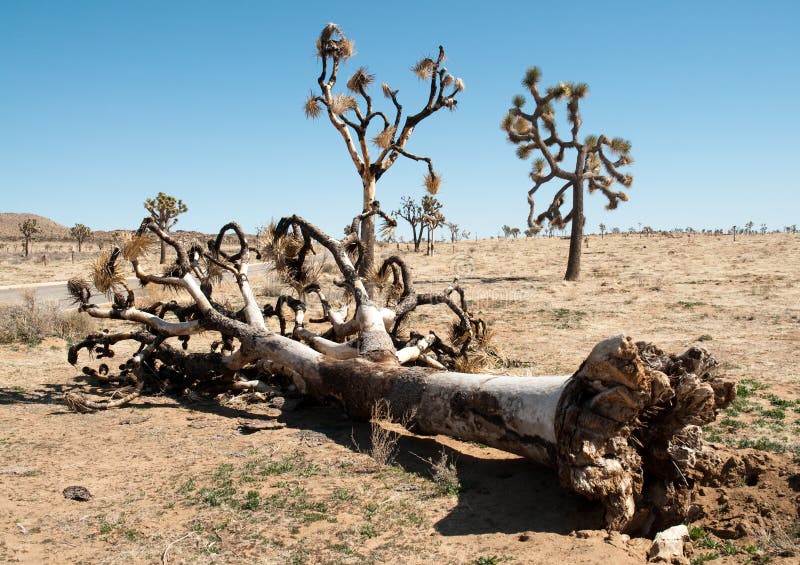 Joshua-Baum-Nationalpark stockbild. Bild von amerika, unfruchtbar - 4534171