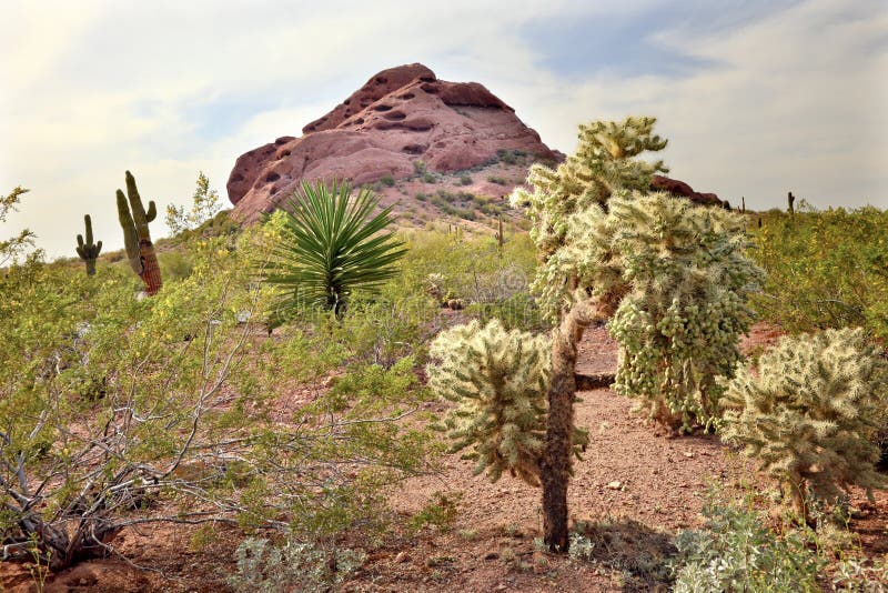 Joshua-Baum-Wüsten-botanischer Garten Phoenix Stockfoto - Bild von ...