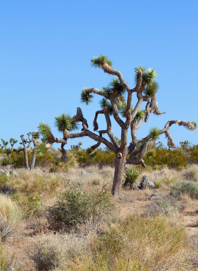 Joshua-Baum (Yucca Brevifolia) Stockfoto - Bild von kalifornien, spitze ...