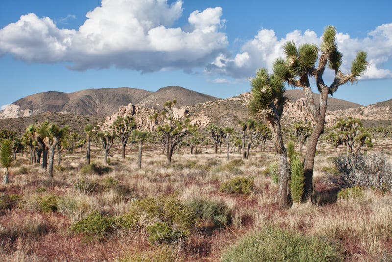 Joshua-Baum (Yucca Brevifolia) Stockfoto - Bild von joshua ...