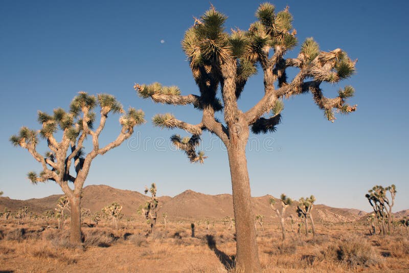 Joshua Grove stock photo. Image of mojave, desert, landscape - 11652914