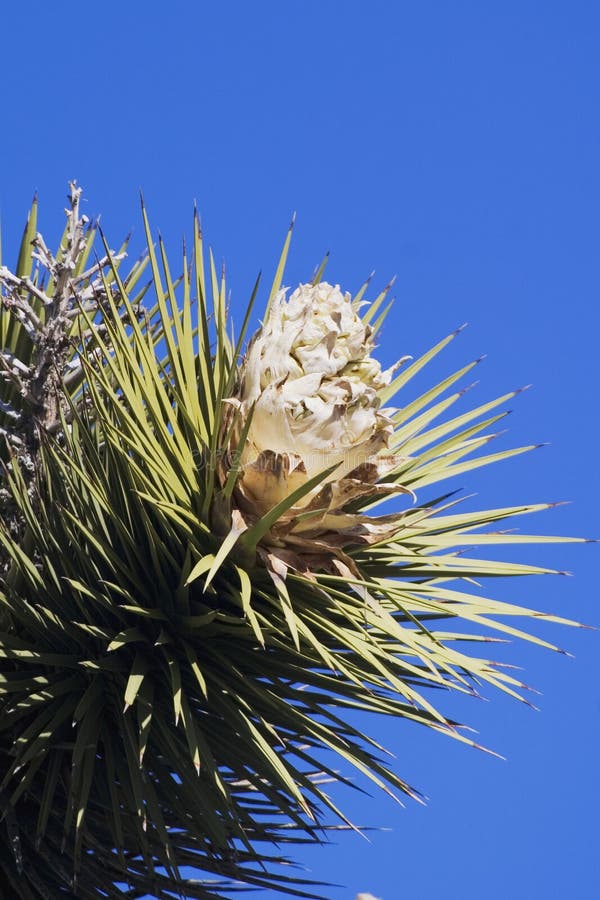 Joshua Tree stock image. Image of park, joshua, brevifolia - 1129819