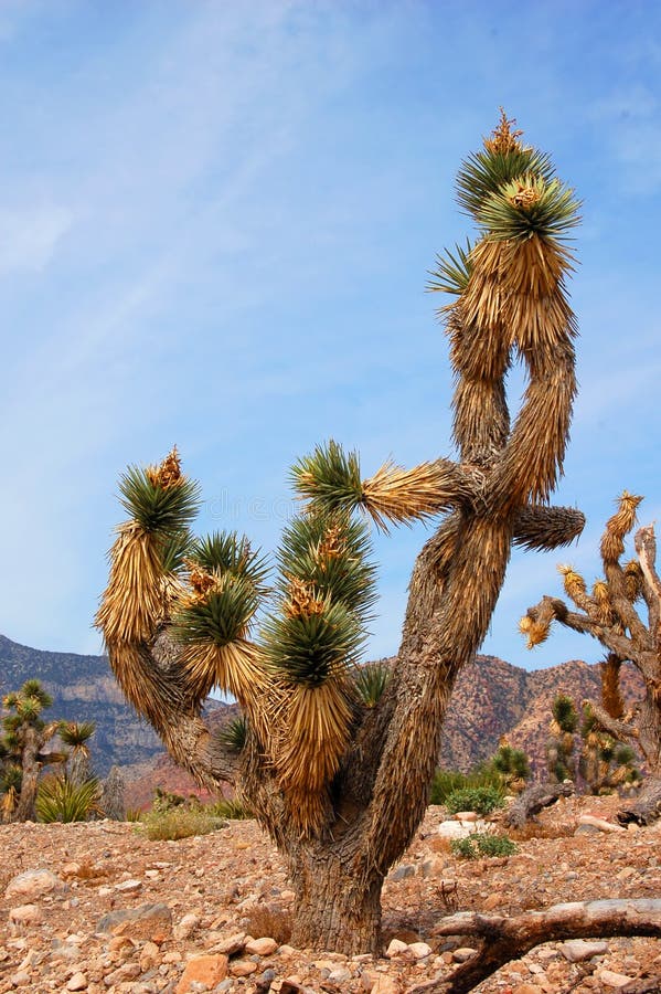 Joshua Tree in Clear Blue Sky Stock Photo - Image of southeast, plant ...