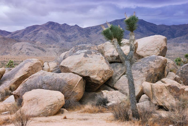 Joshua Tree stock image. Image of nature, rock, boulder - 13269521