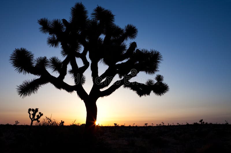 Moon over Joshua Tree stock image. Image of national, west - 1513601