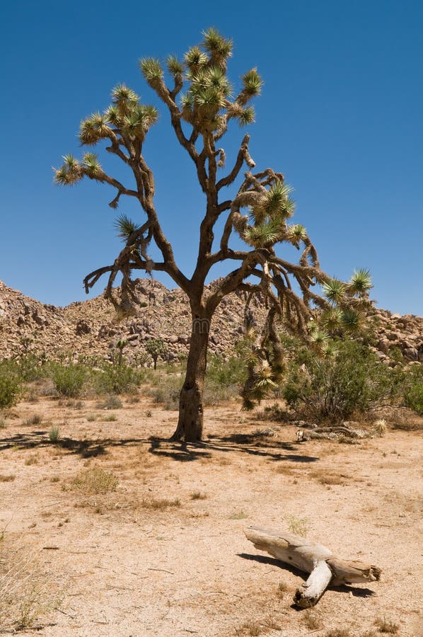 Joshua tree stock photo. Image of park, bushes, desert - 15251348