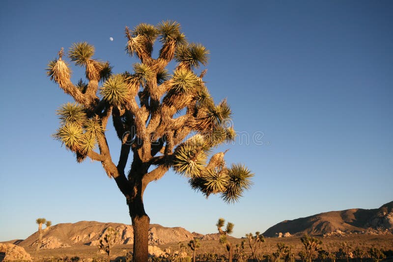 Joshua Tree in Clear Blue Sky Stock Photo - Image of southeast, plant ...