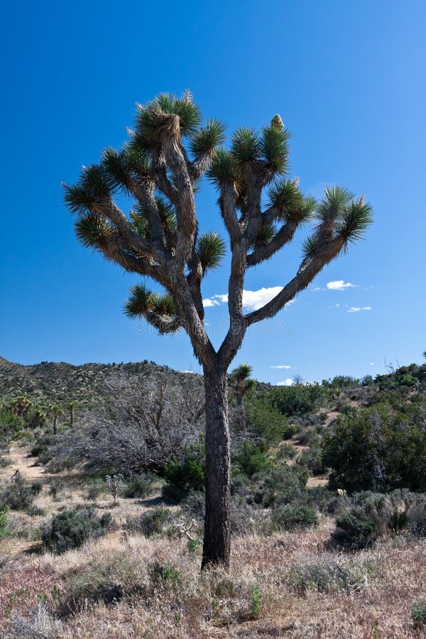 Joshua Tree stock photo. Image of cactus, american, blue - 19163508
