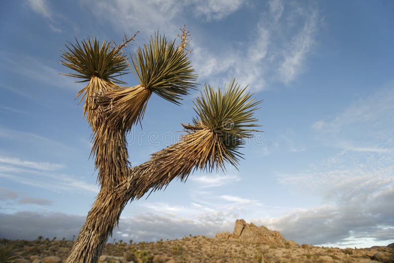 Moon over Joshua Tree stock image. Image of national, west - 1513601
