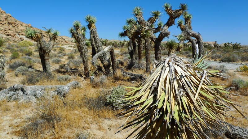 Joshua Tree stock photo. Image of joshua, leaf, formation - 20759932