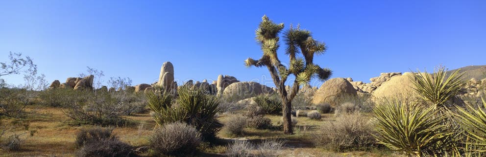 Joshua Tree stock photo. Image of desert, cactii, ecological - 23173698