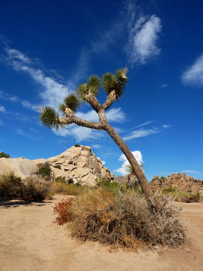 Mojave Desert Joshua Tree stock photo. Image of outdoors - 7259442