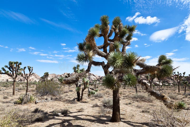 Spring Blooming in Mojave Desert Stock Photo - Image of spring, purple ...