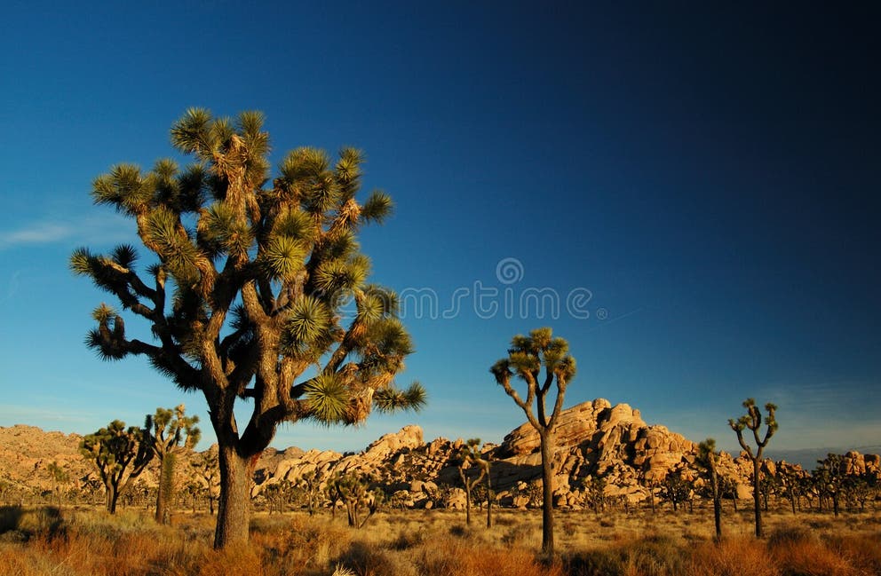 Joshua Tree stock photo. Image of rocks, joshua, ancient - 3022522