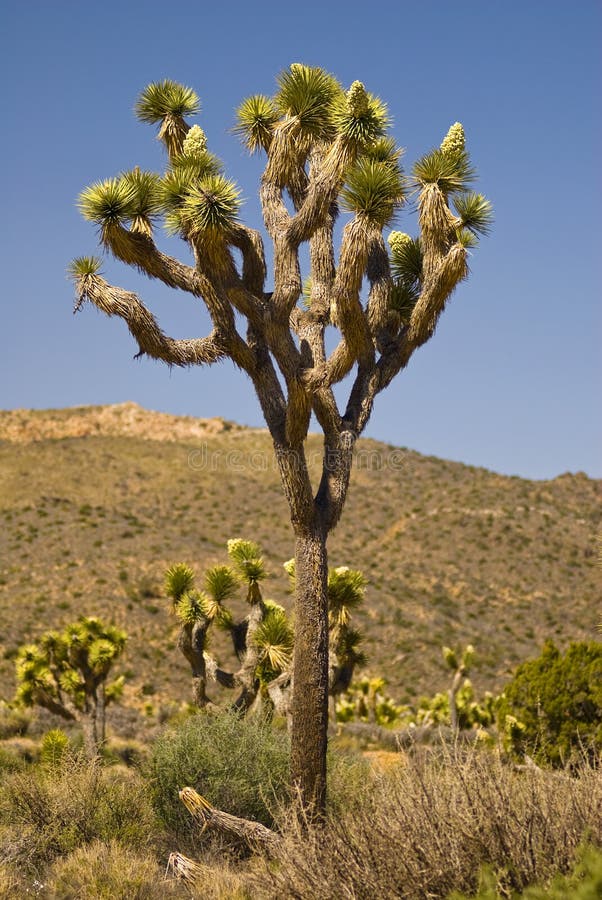 Joshua Tree Picture. Image: 4891603
