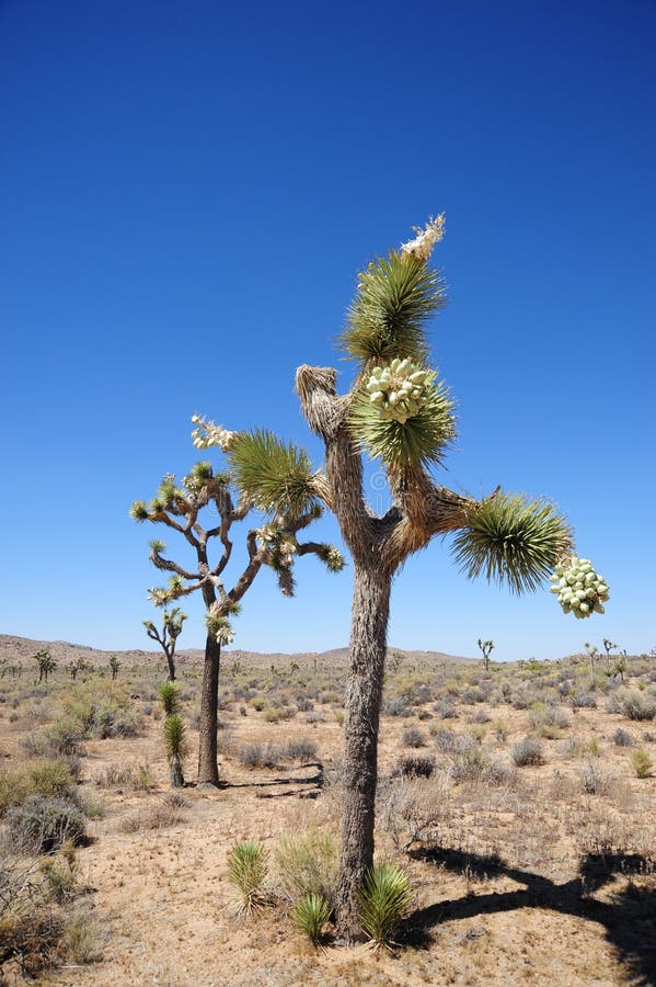Joshua Tree stock photo. Image of tree, nature, desert - 6065160