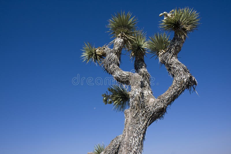 Joshua Tree in Clear Blue Sky Stock Photo - Image of southeast, plant ...