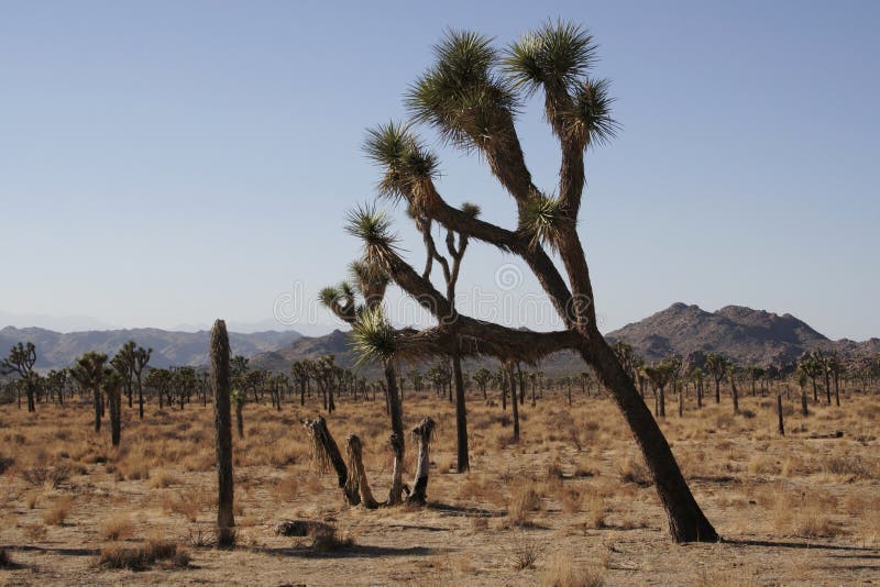 Joshua Tree stock photo. Image of trunk, mountains, park - 7669868