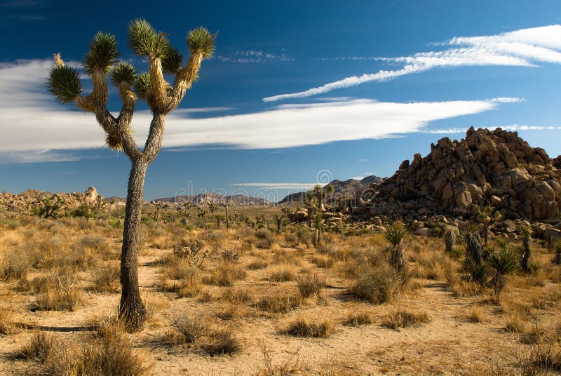 Joshua Tree stock photo. Image of rocks, joshua, ancient - 3022522