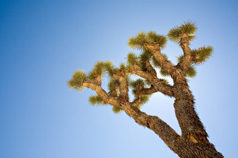 Joshua tree backlit stock image. Image of branches, california - 1091111