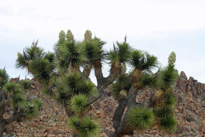 Joshua Tree in Bloom CA 04233 Stock Photo - Image of united, park ...