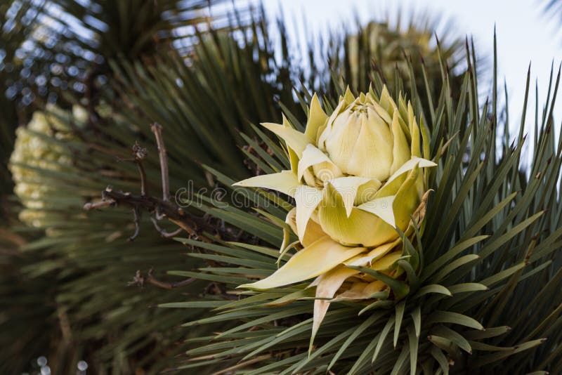 Joshua Tree Bloom stock photo. Image of plant, national - 4910966