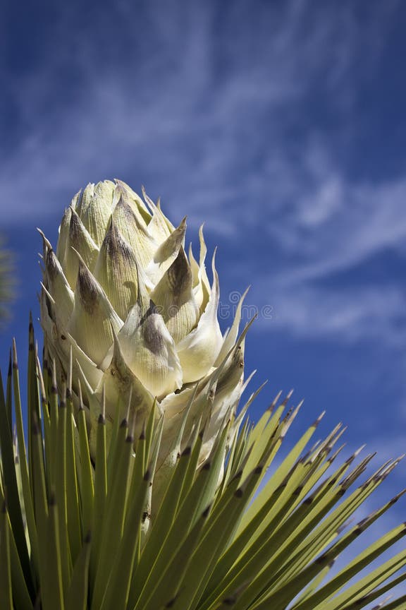 Joshua Tree Bloom stock photo. Image of colorado, detritus - 45735686