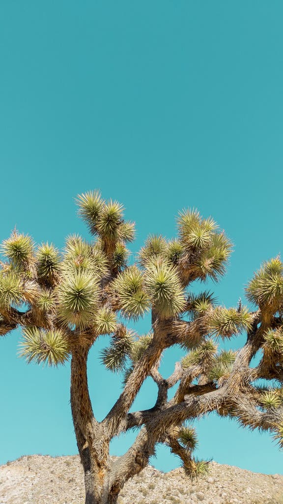 Joshua Tree with a Clear Blue Sky Stock Image - Image of element ...