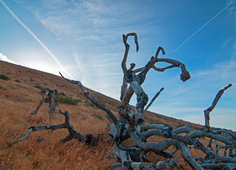 Paesaggio Di Joshua Tree Morto Al Tramonto a Palmdale, California CA ...