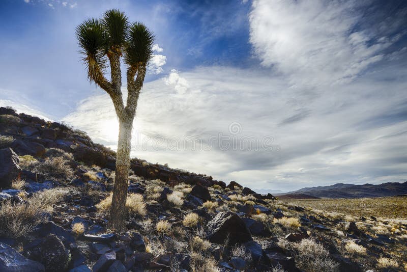 Joshua Tree, Death Valley, Ca Stock Image - Image of valley, joshua ...