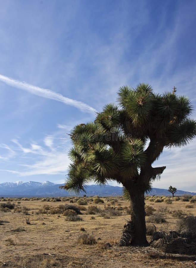 Joshua Tree in the Desert stock image. Image of southwestern - 7259439